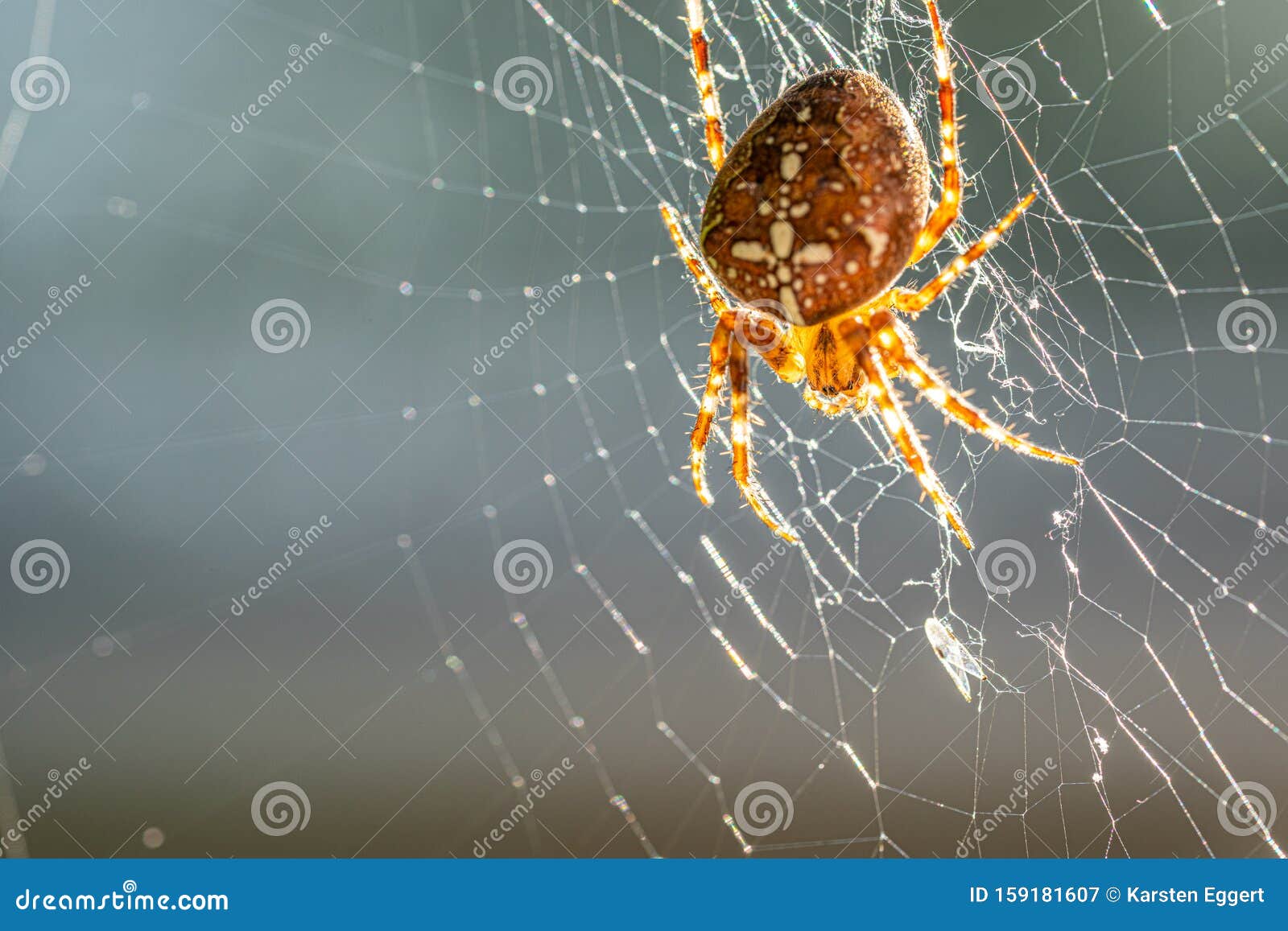Large Cross Spider Sits in Her Spider`s Web and Lurks for Prey Stock ...