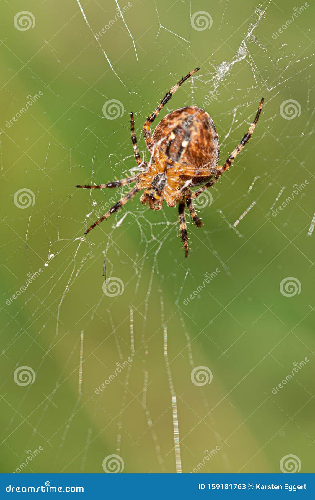 Large Cross Spider Sits in Her Spider`s Web and Lurks for Prey Stock ...