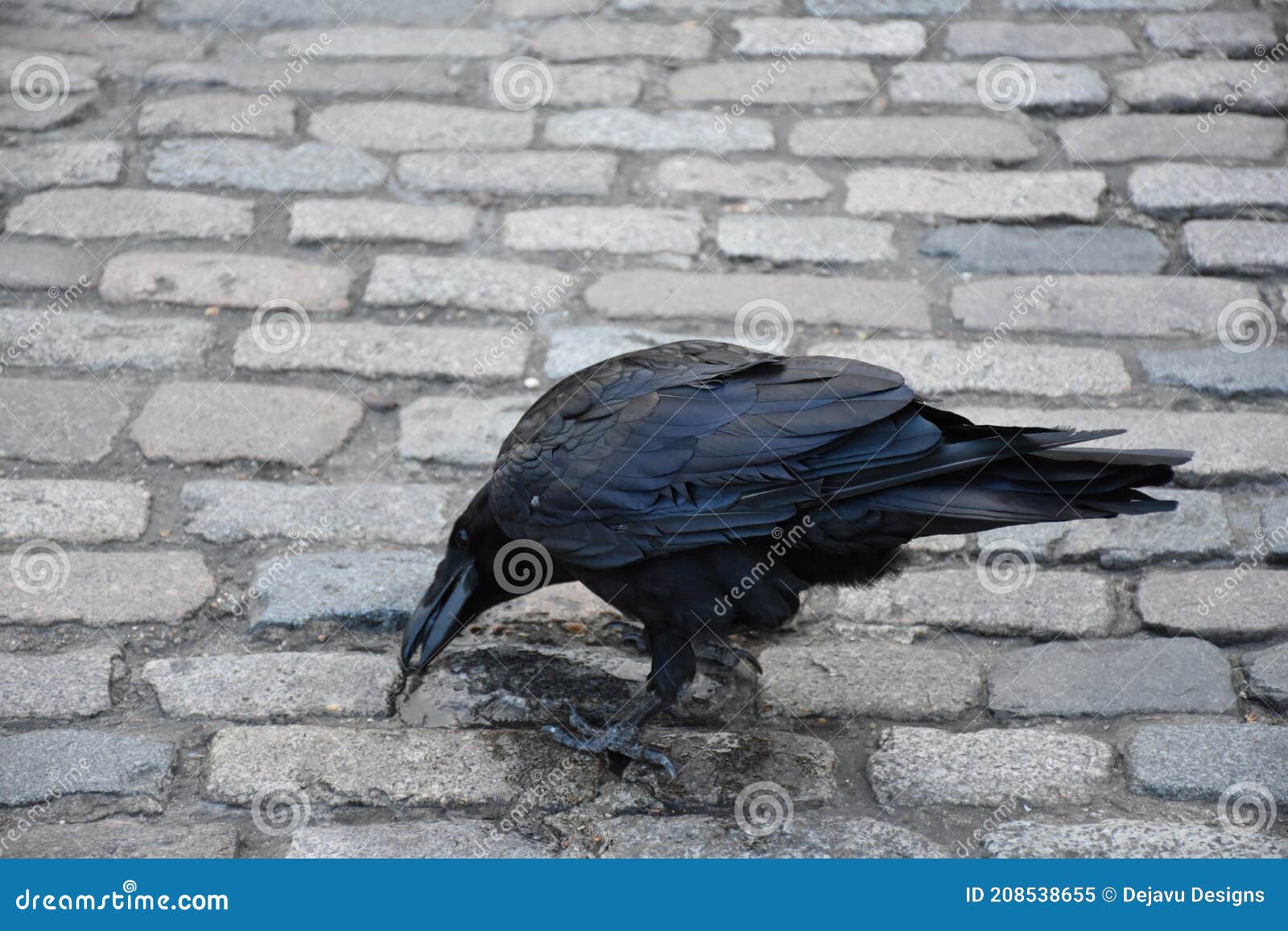Large Crow with a Long Shiny Black Beak Stock Image - Image of ...