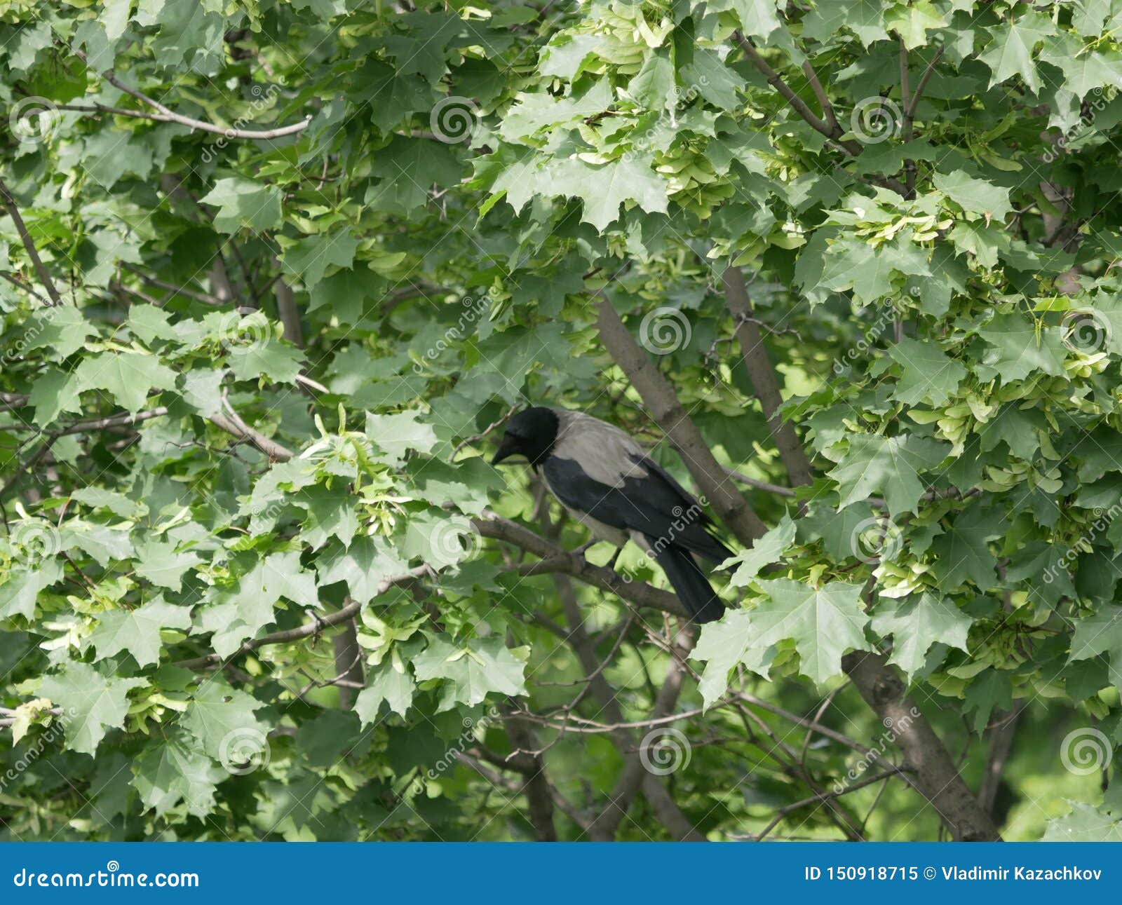 Large Crow Sitting on a Branch of Maple with Green Leaves Stock Image ...