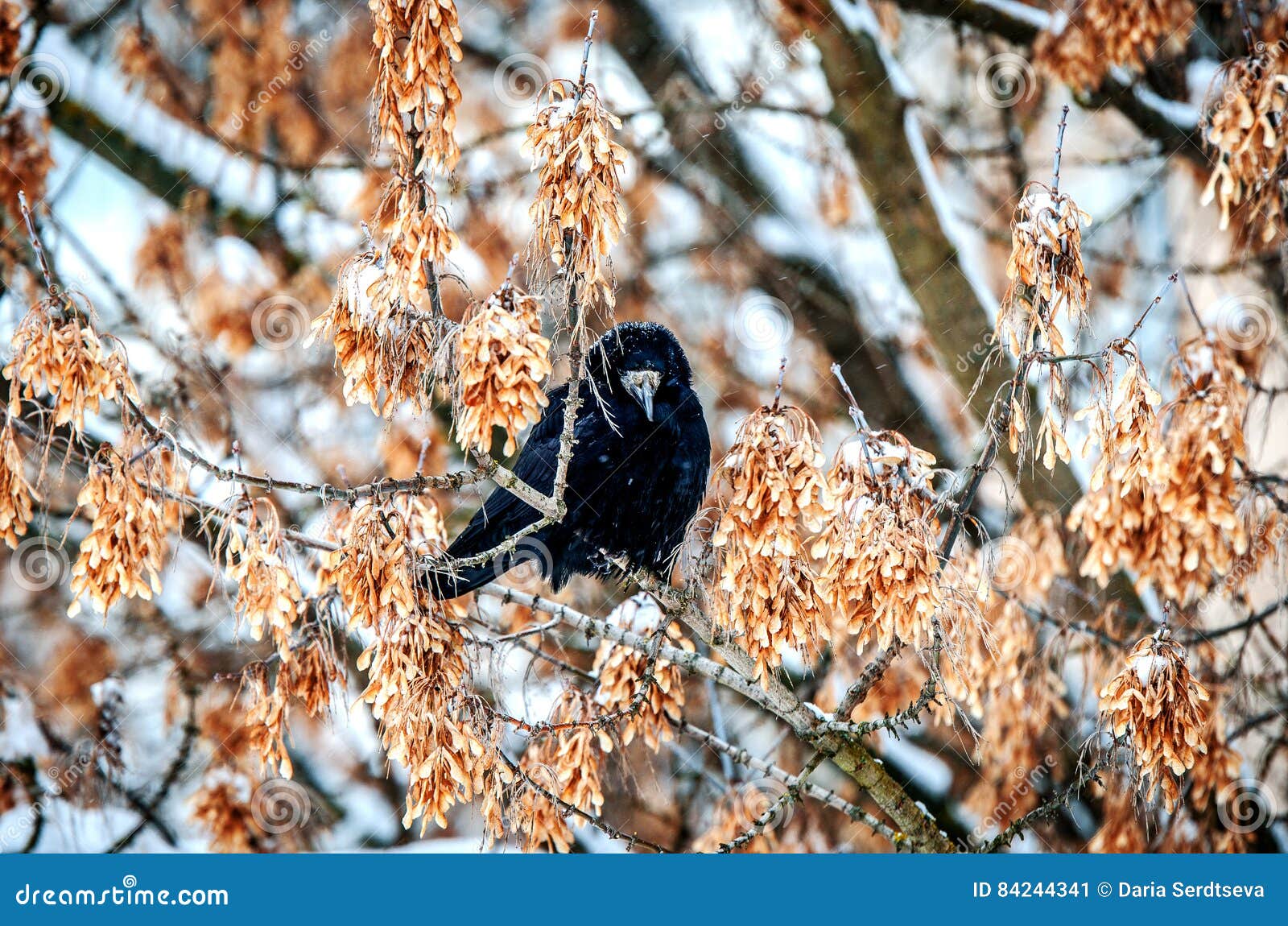 A Large Crow Sitting on a Tree Branch. Stock Image - Image of leaf ...