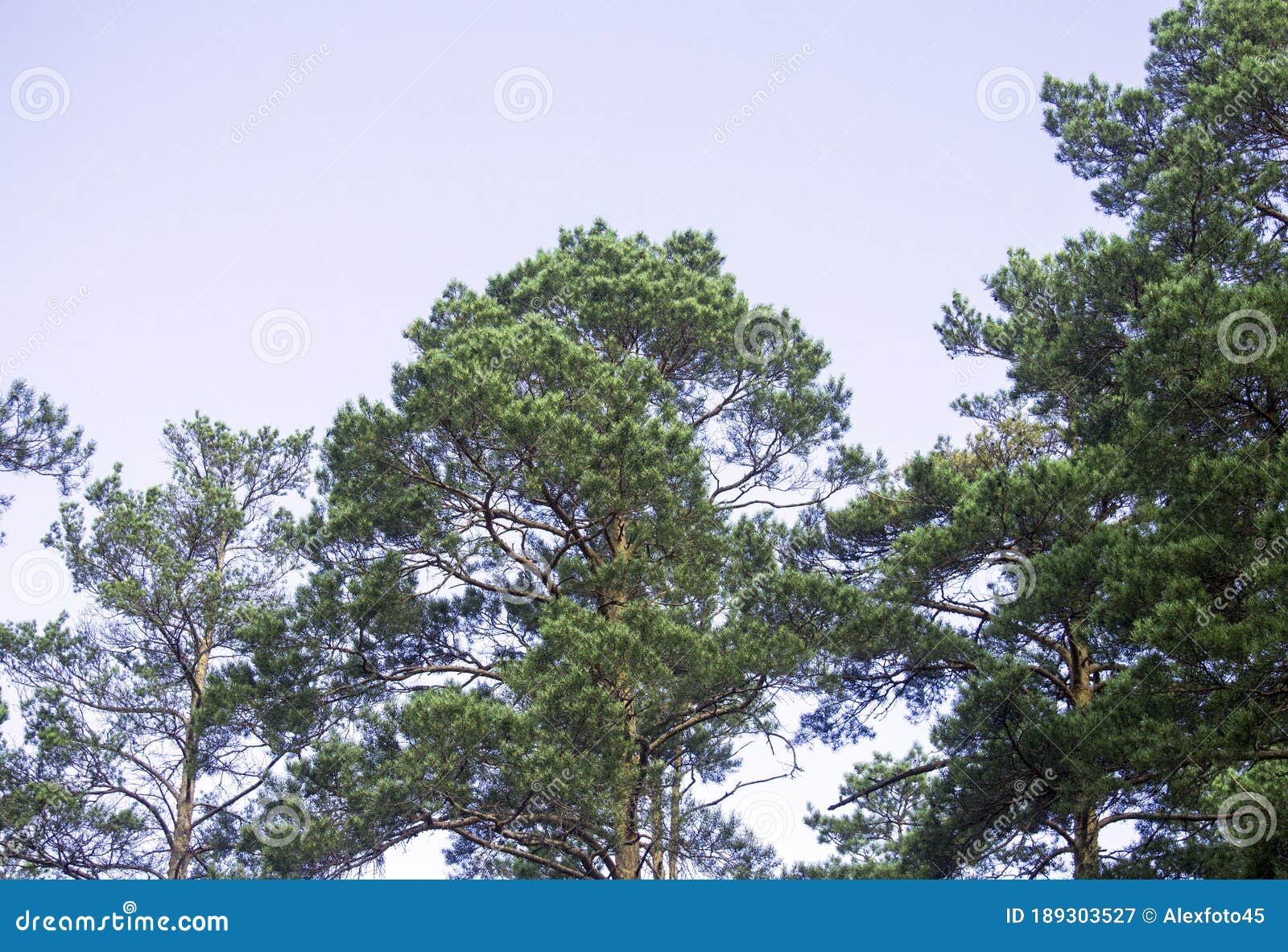 Large crowns of pine trees stock image. Image of growth - 189303527