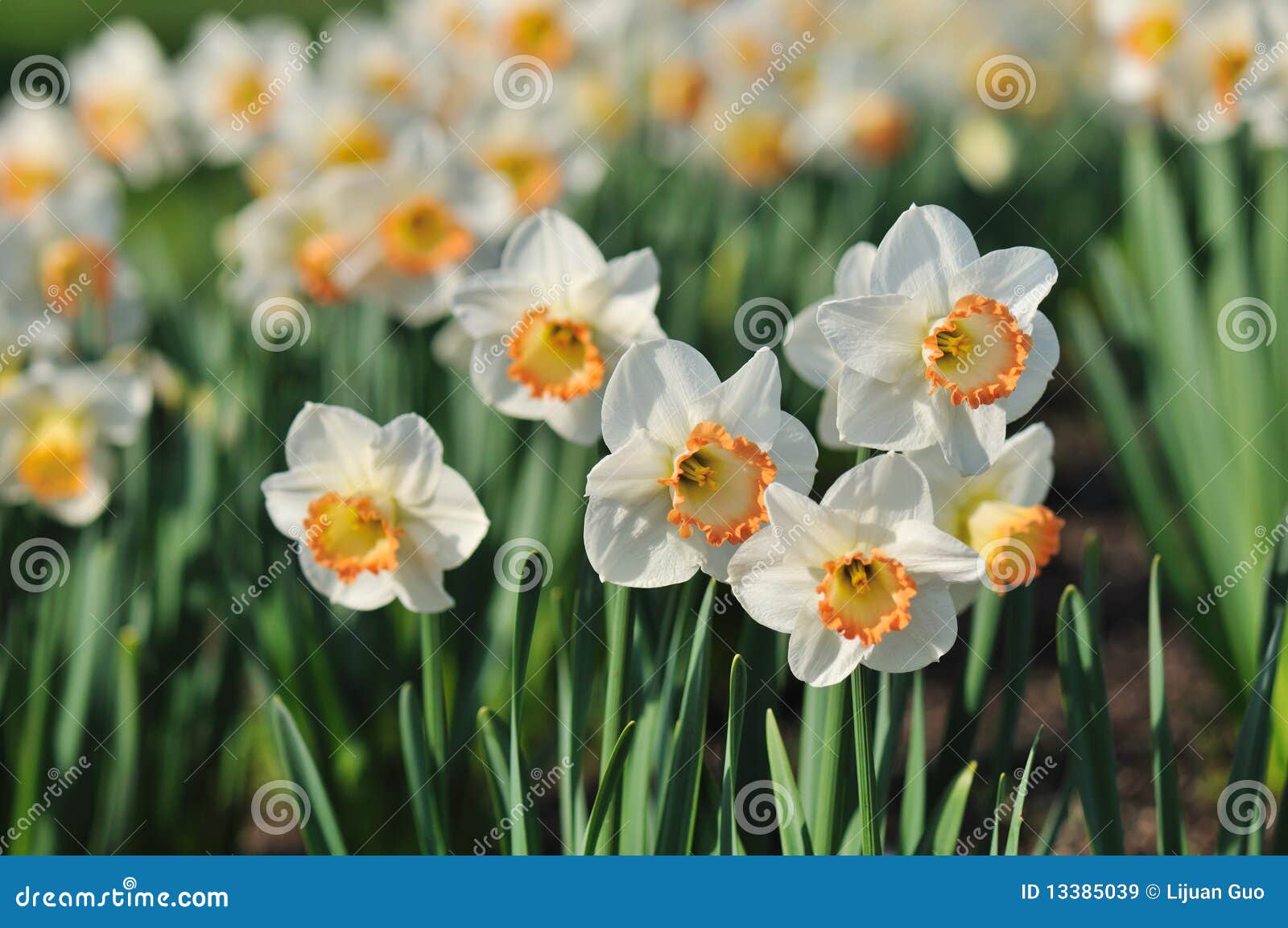 Large cupped Daffodils stock image. Image of flora, daffodils - 13385039