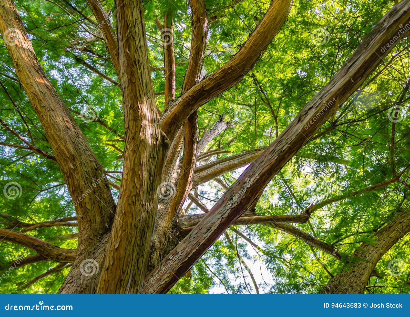 Large curvy tree stock image. Image of curvy, curve, nature - 94643683