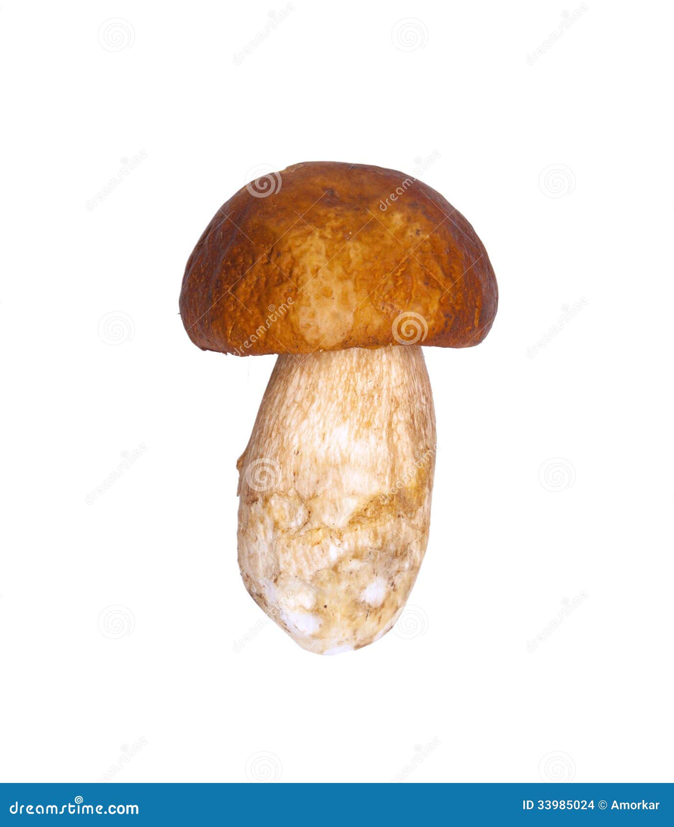 Large cut cep stock photo. Image of closeup, single, ingredient - 33985024