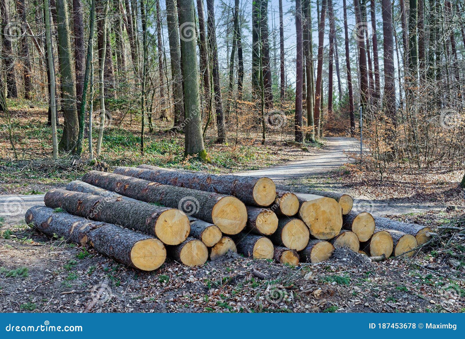 Large Cut Down Trees in a Forest Stock Photo - Image of aging, fallen ...