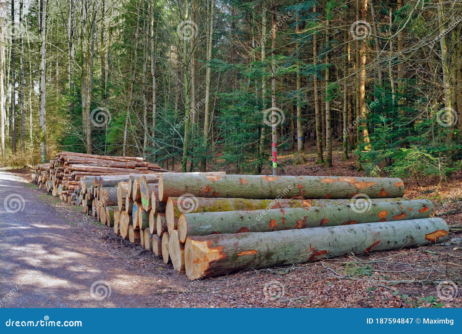 Cut Down Trees - Effects Of Destruction Forests, Global Warming ...