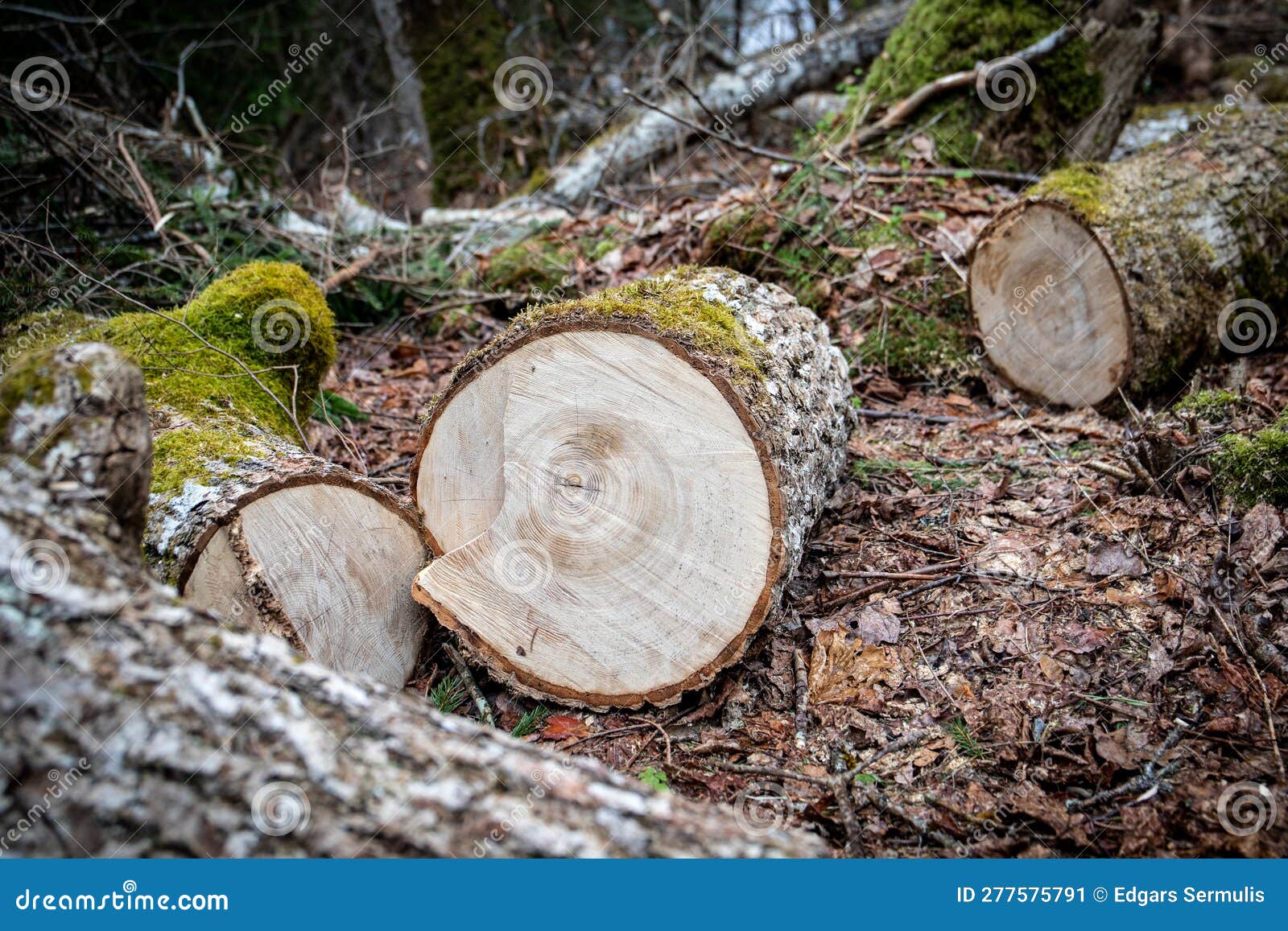 Large Cut Tree on the Ground in the Woods Stock Image - Image of green ...