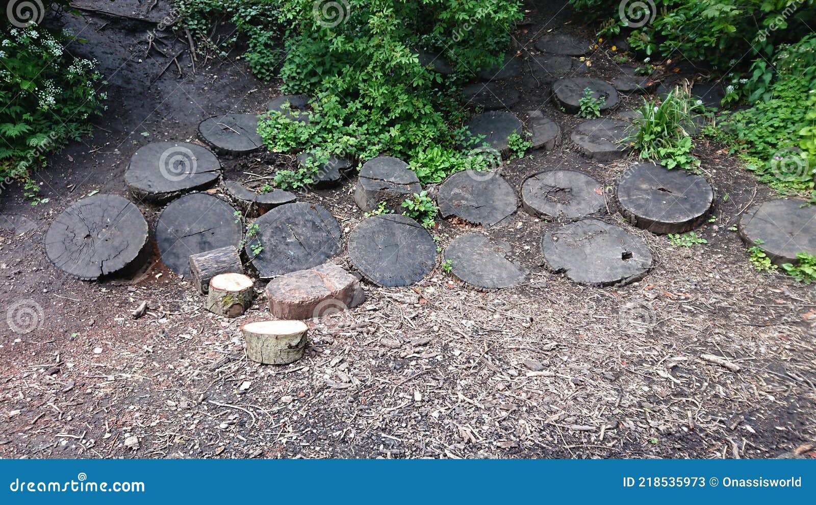 Large Cut Tree Stumps in a Forest Stock Image - Image of tree, stumps ...