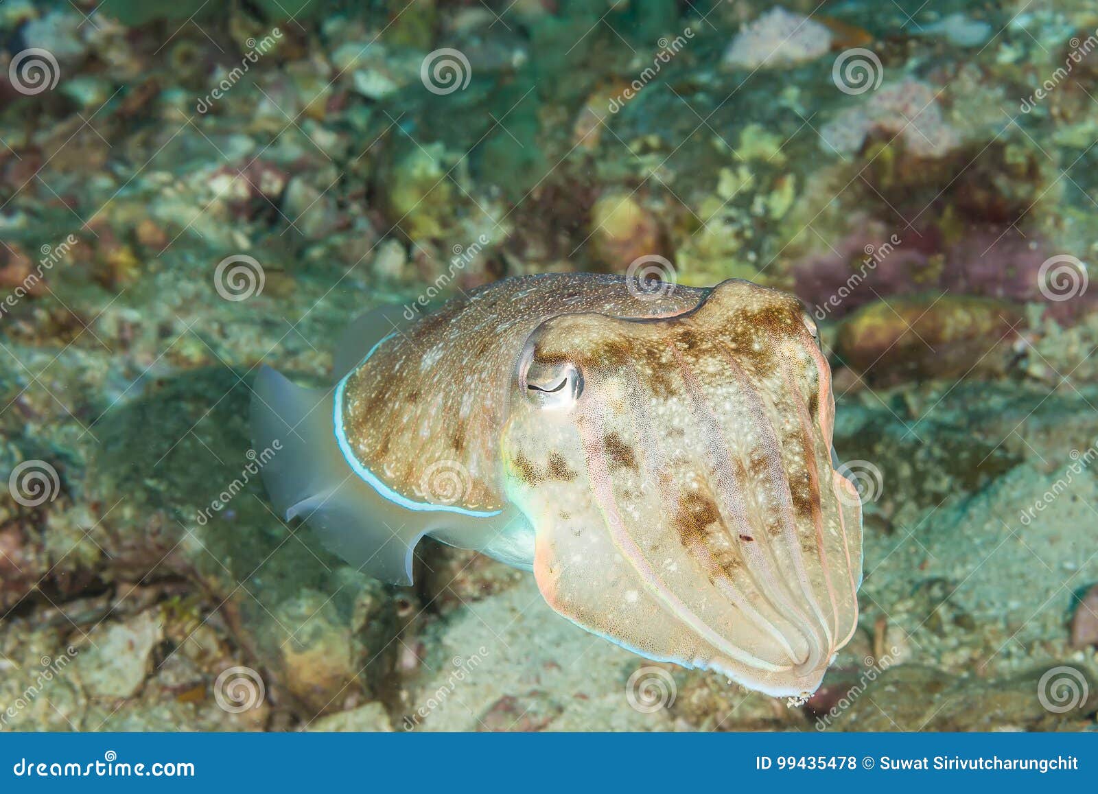 A Large Cuttlefish stock photo. Image of marine, diving - 99435478