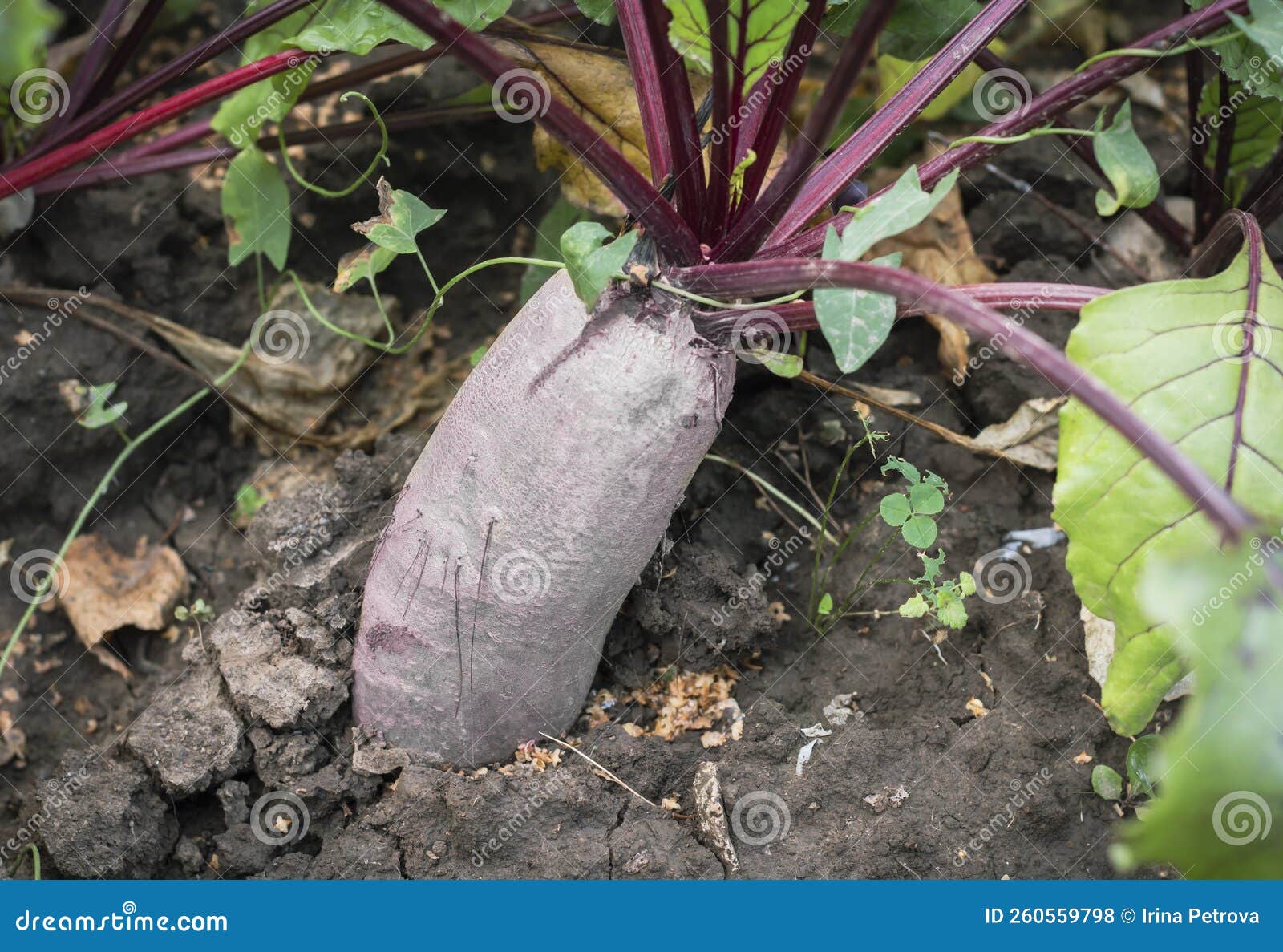 A Large Cylindrical Beet Growing in the Garden Stock Photo - Image of ...