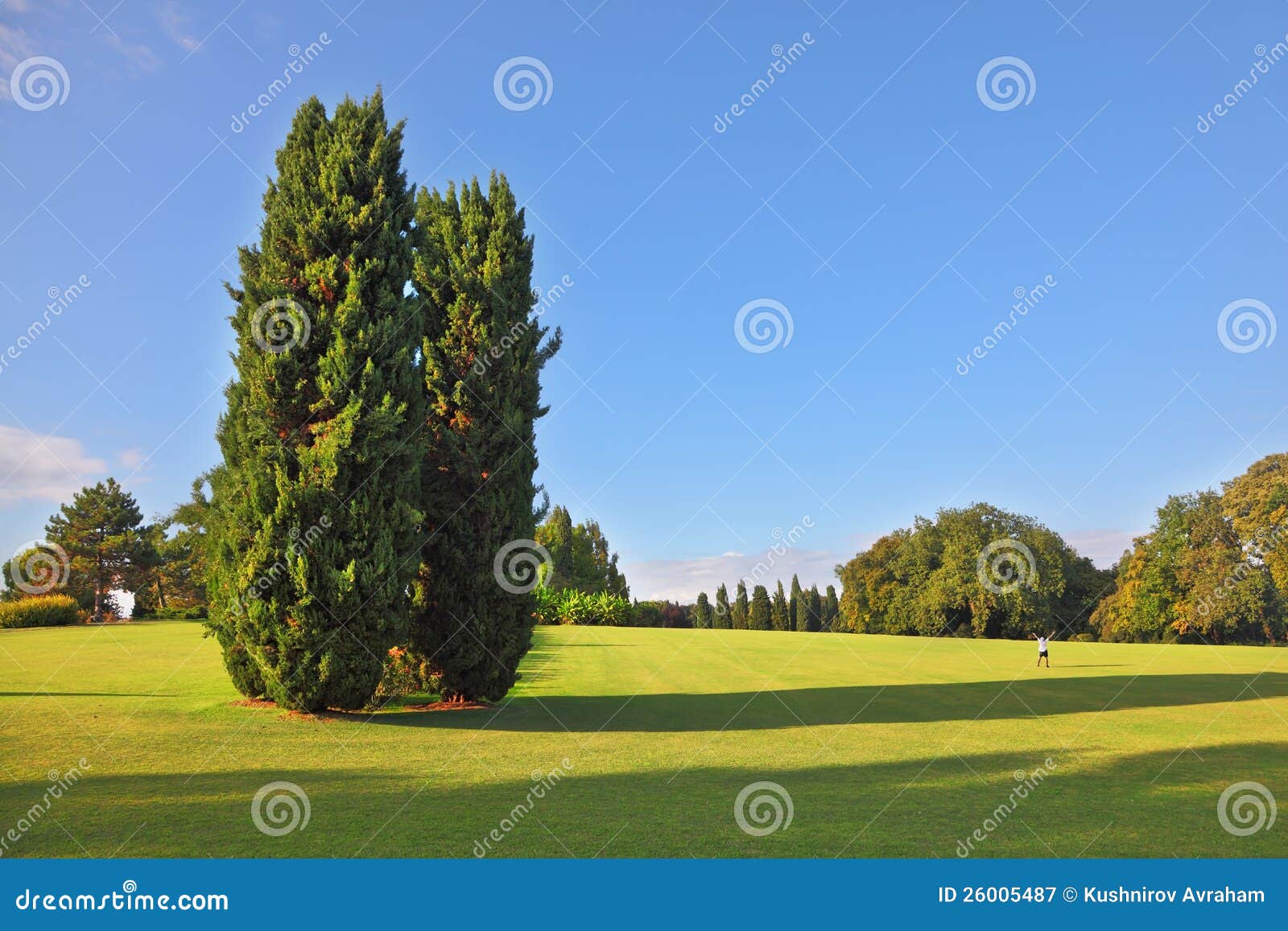 A Large Cypress Trees in Park Sigurta Stock Image - Image of nature ...