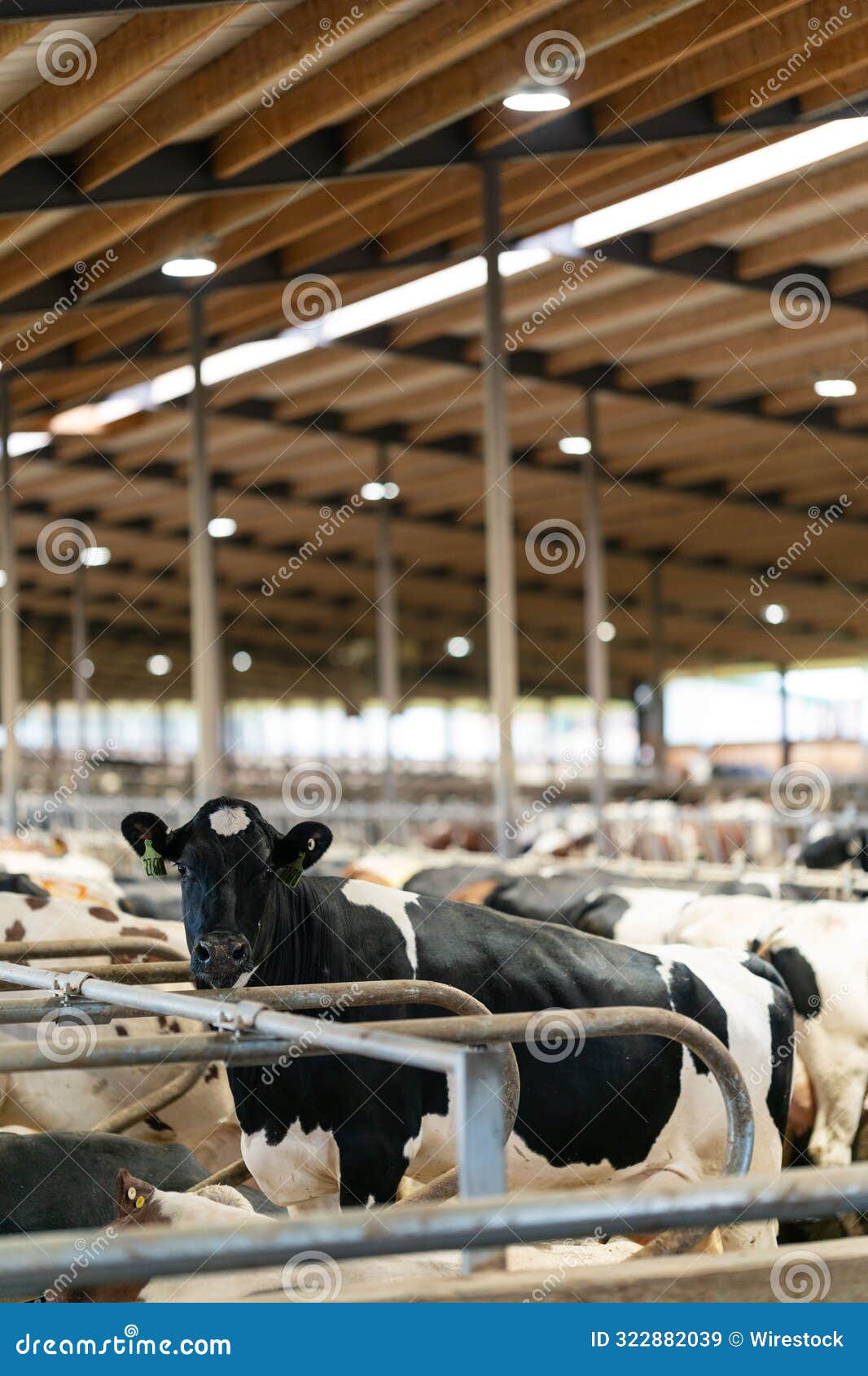 Large Dairy Cow Standing in a Spacious Barn with Other Cows in the ...