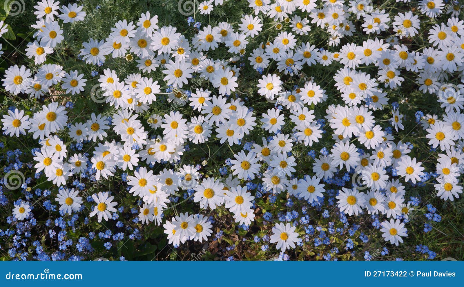 Large Daisies stock photo. Image of background, daisies - 27173422