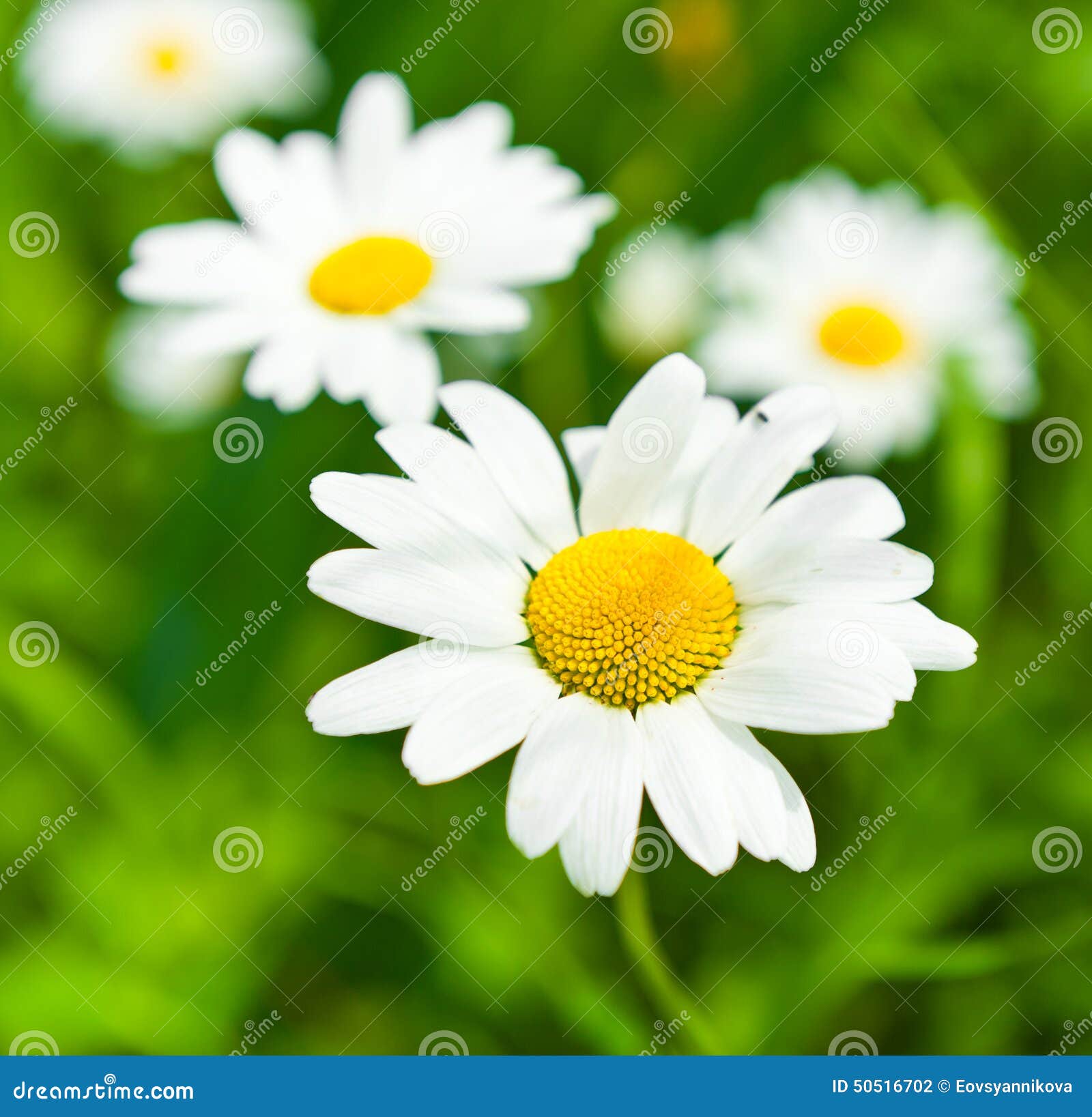 Large daisies stock photo. Image of large, meadow, scenic - 50516702