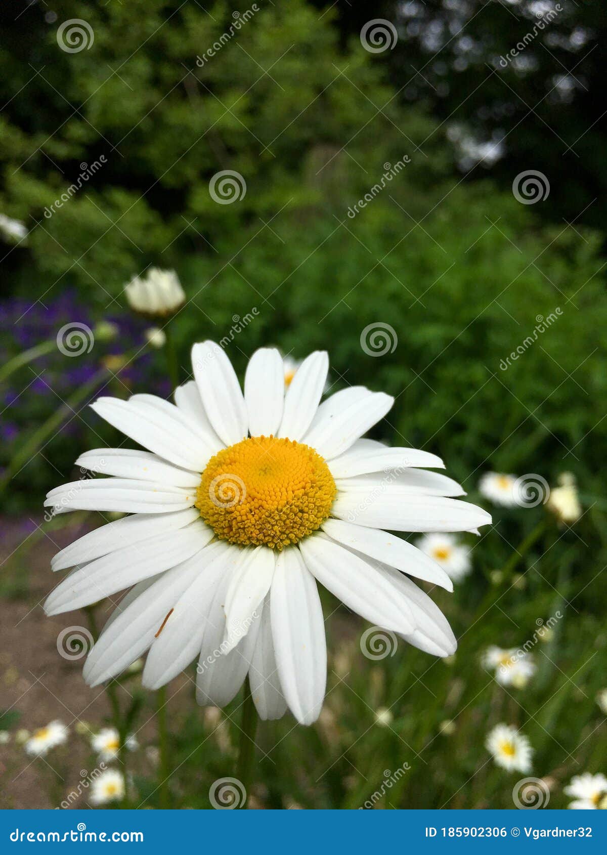 Large daisy flowers stock photo. Image of summer, nature - 185902306