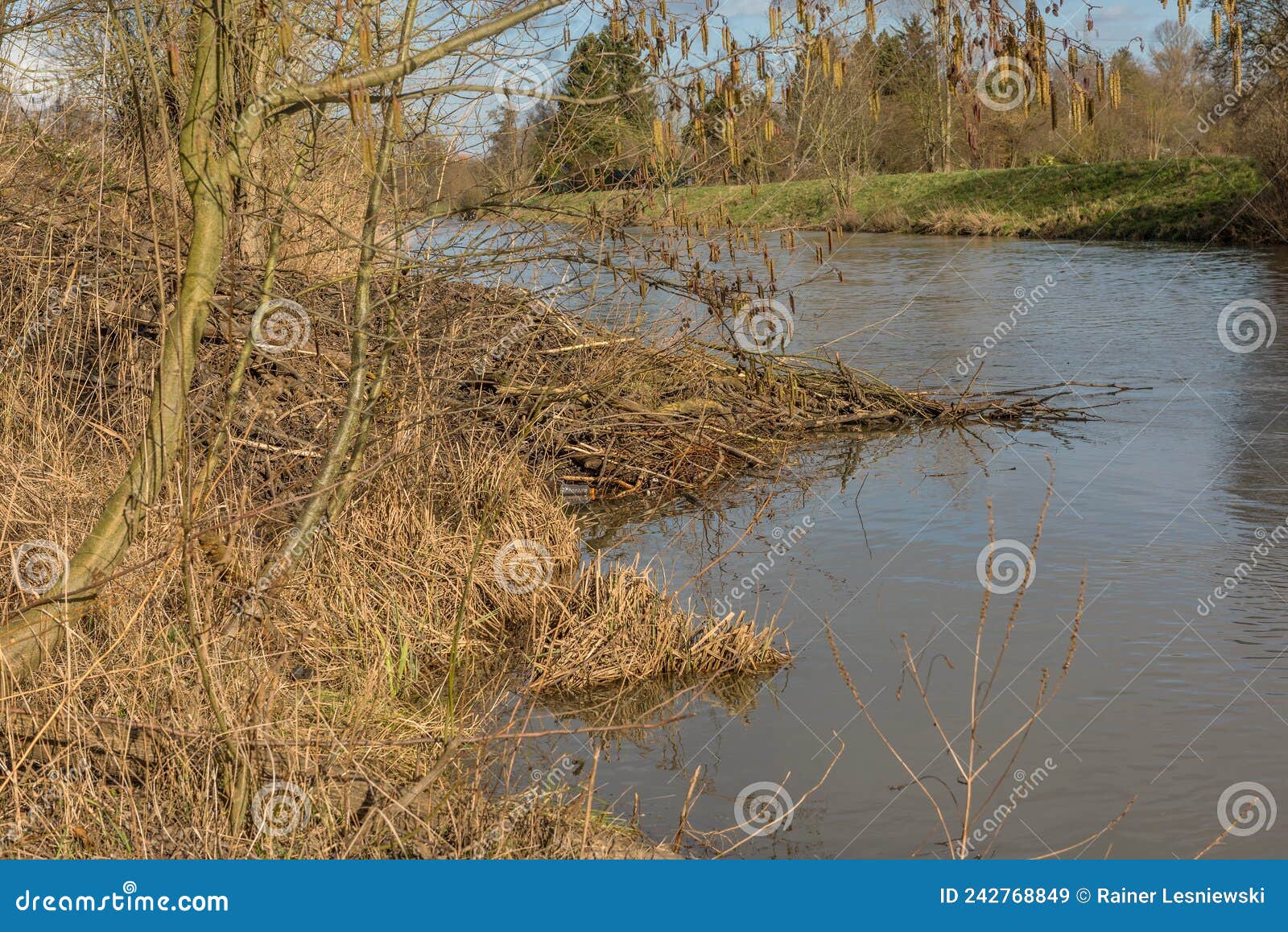 Large Dam of the Eurasian Beaver on the Nidda River, Frankfurt, Germany ...