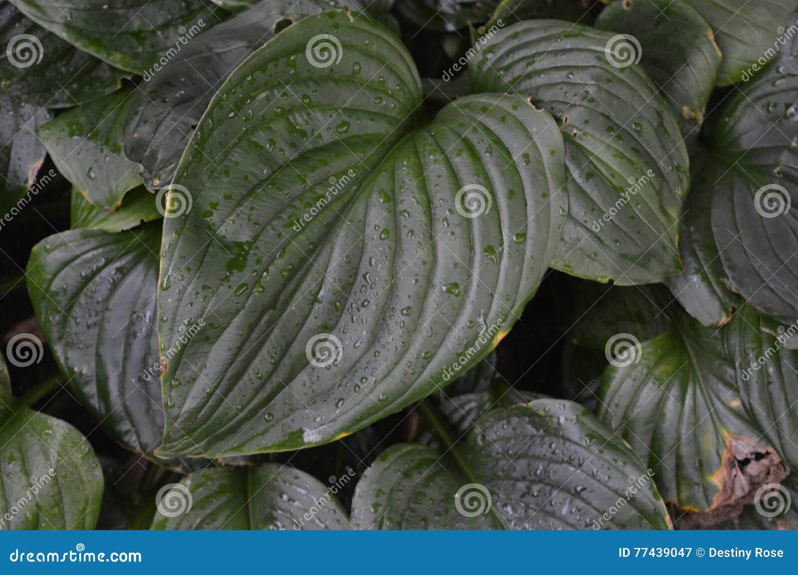 Large Damp Leaves stock image. Image of leaves, covered - 77439047