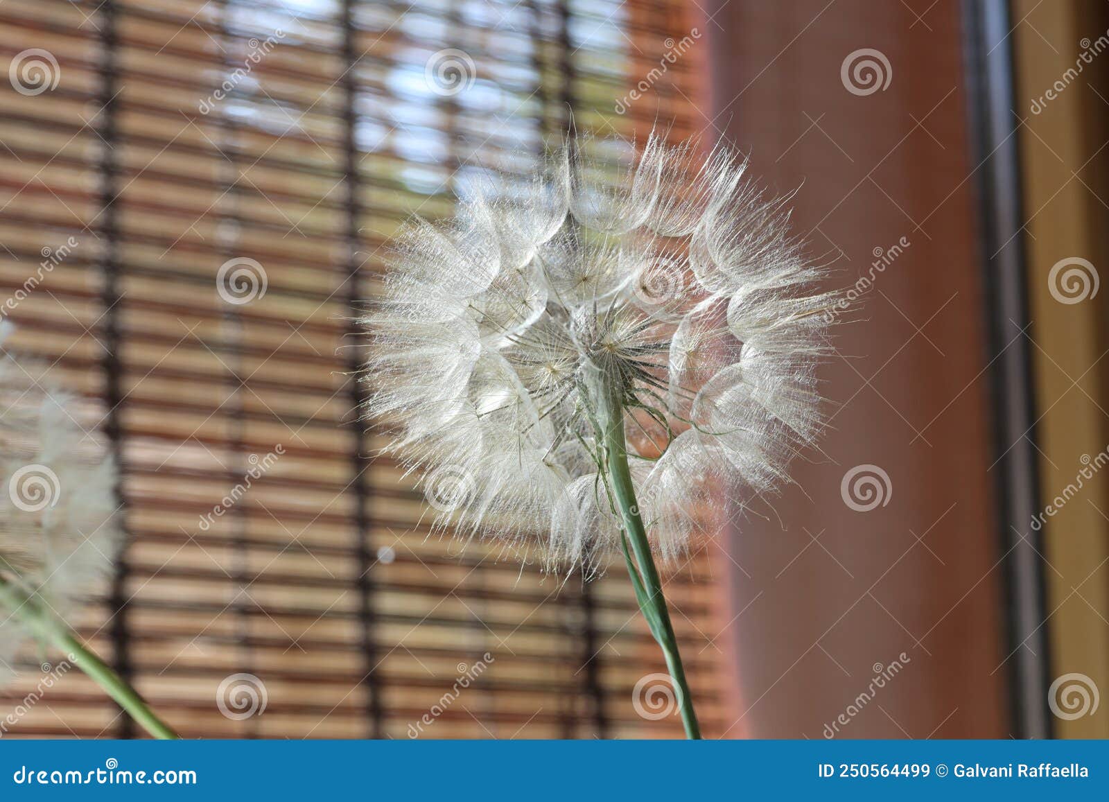 Large Dandelion in Front of a Window in Kitchen Interior Stock Image ...