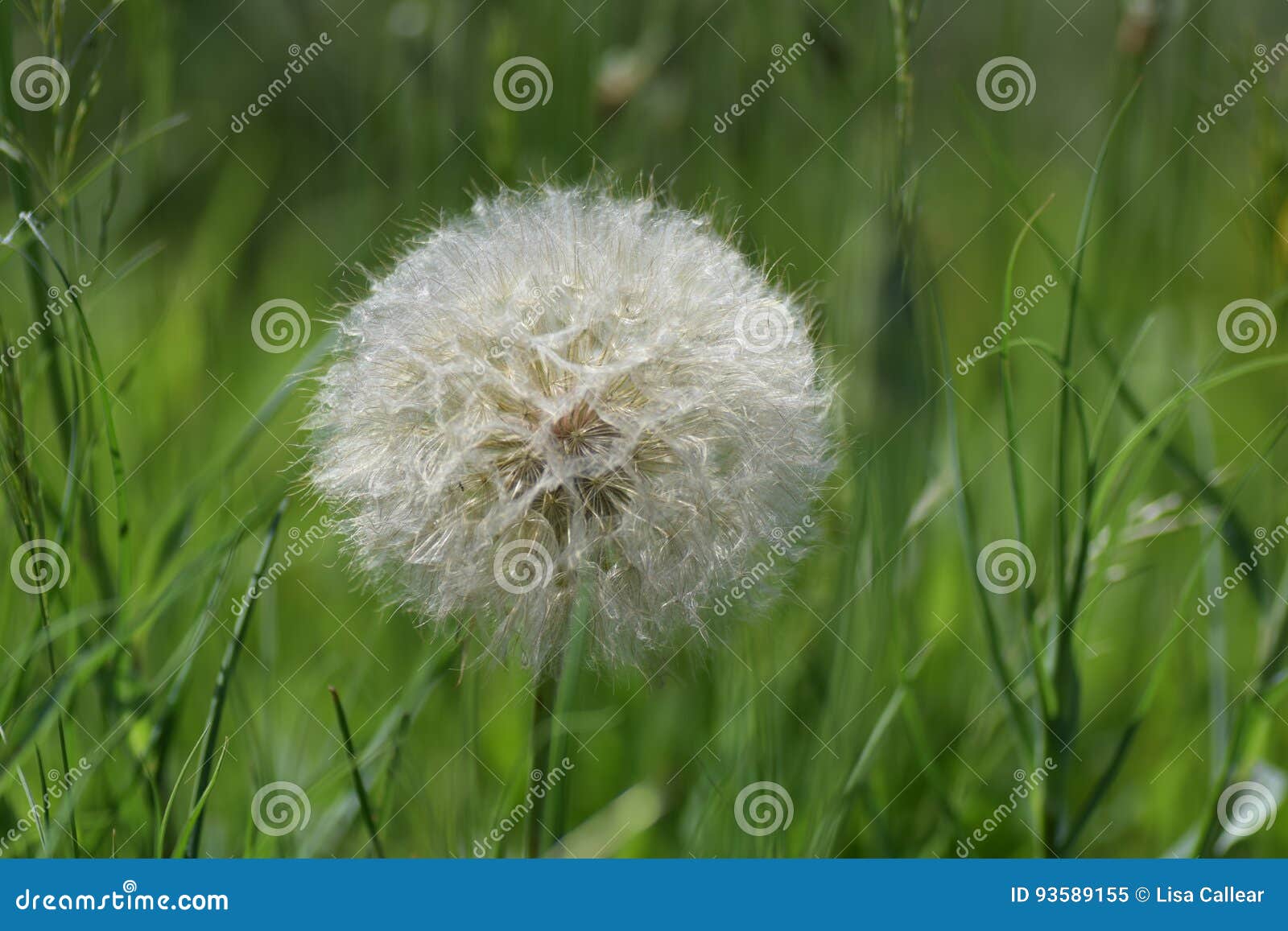 Large Dandelion stock image. Image of seed, grass, flower - 93589155