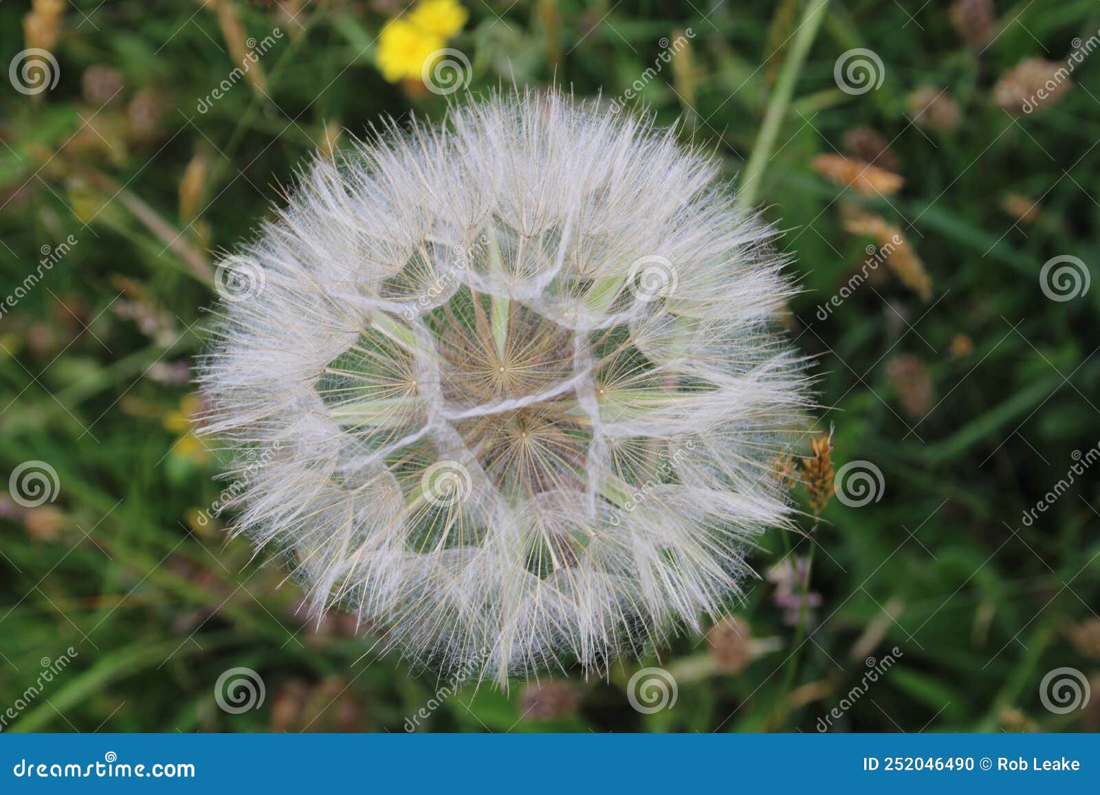 Large dandelion head stock photo. Image of intact, head - 252046490