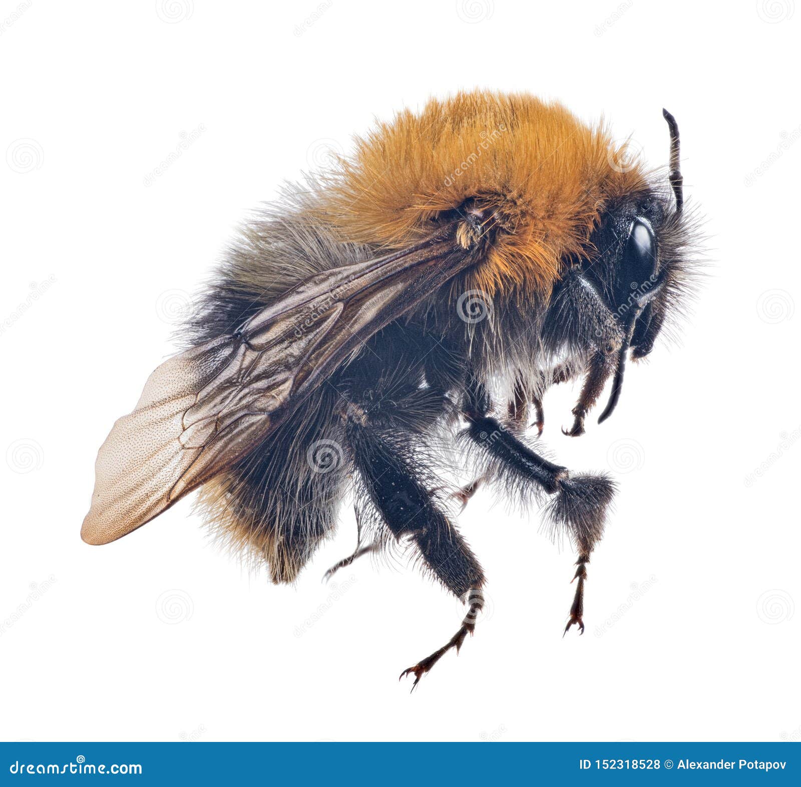 Large Dark Bumblebee Isolated on White Stock Photo - Image of white ...