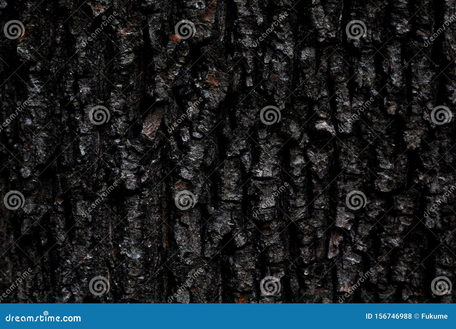 Large Dark Texture of Embossed Crack Maple Tree Bark Stock Photo ...