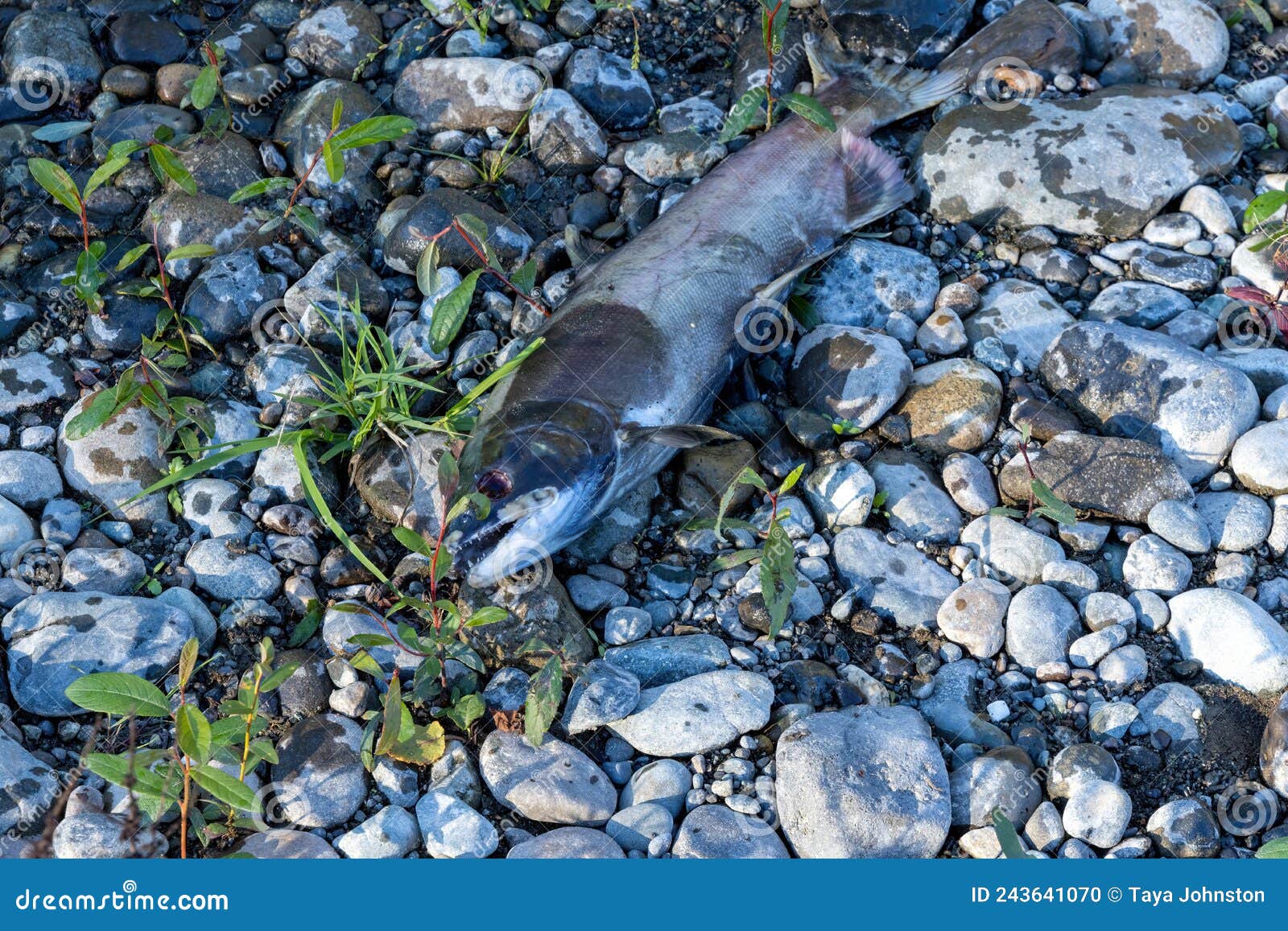 Large Dead Salmon Corpse Laying on the Rocky Bank Stock Photo - Image ...