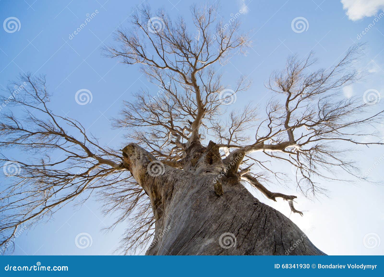 A large dead tree. stock photo. Image of blue, branch - 68341930