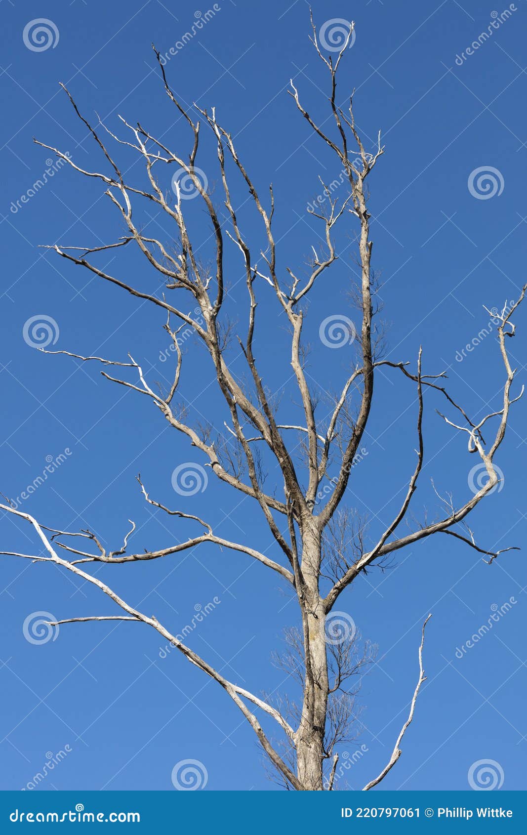A Large Dead Tree with a Bright Blue Sky Background Stock Image - Image ...