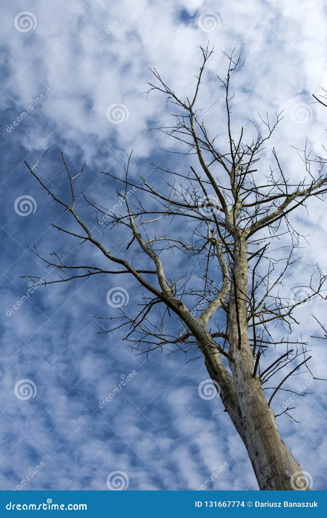 Large Dead Tree and Clouds in the Sky Stock Photo - Image of alone ...