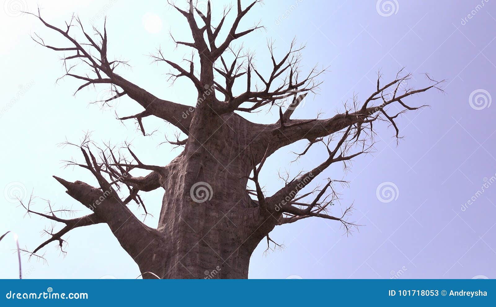A large dead tree stock image. Image of barren, outdoors - 101718053