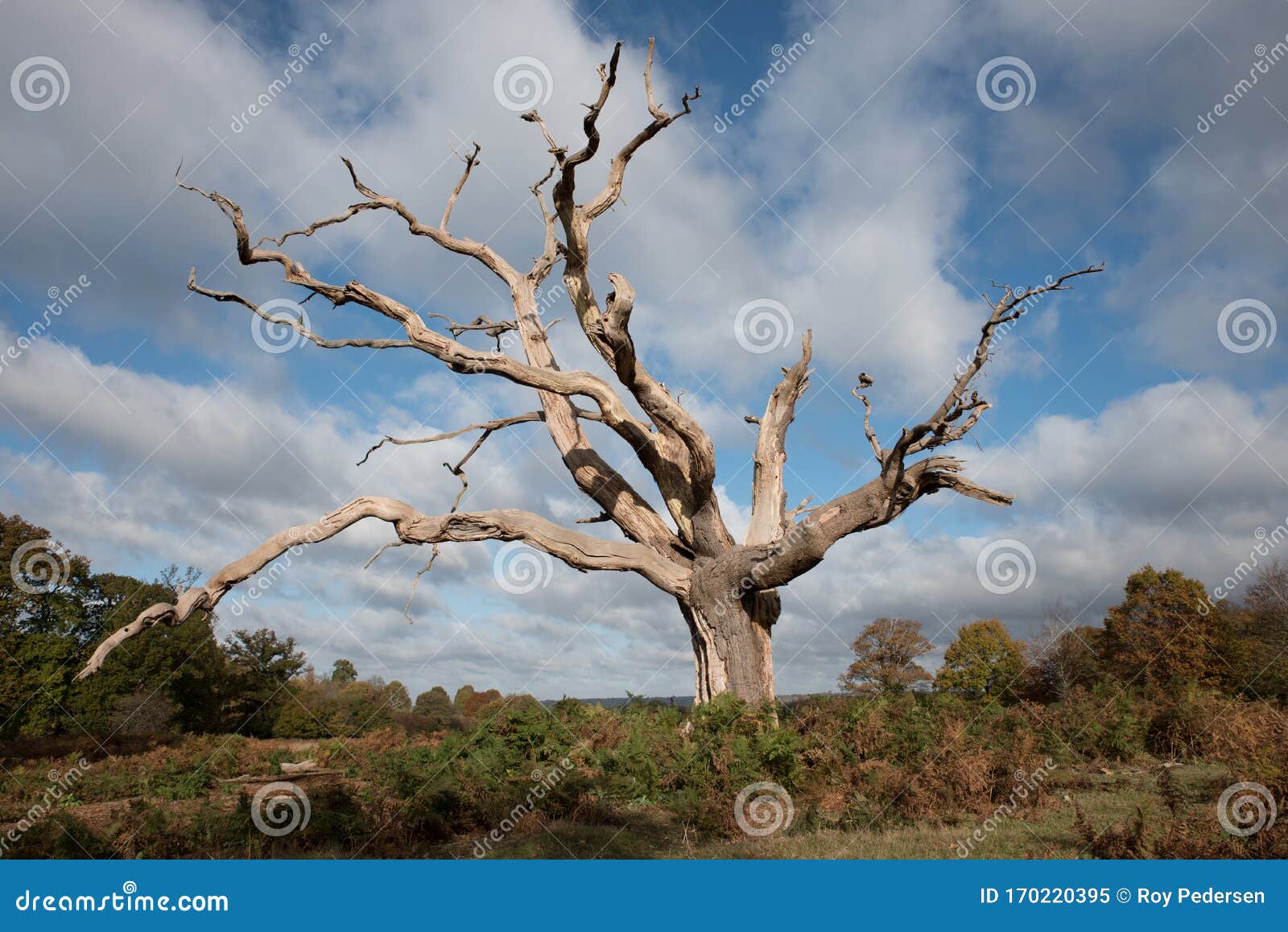 Large Dead Tree stock image. Image of lone, tree, natural - 170220395