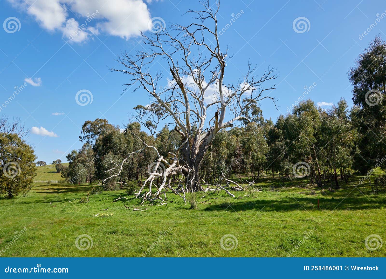 Large Dead Tree Surrounded by Green Trees Under the Clear Sky Stock ...