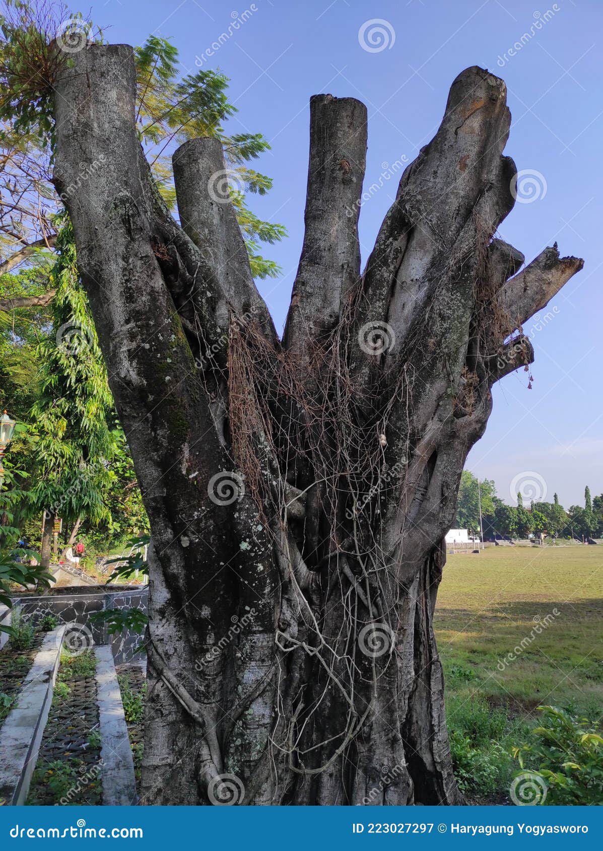 A Large Dead Tree Trunk in the Corner of a Field Stock Image - Image of ...
