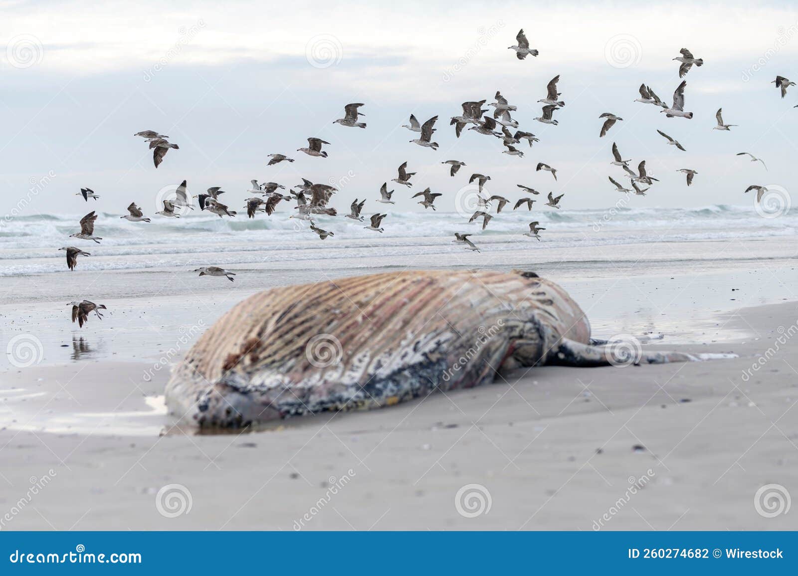 Large, Dead Whale in the Beach Stock Photo - Image of dead, body: 260274682