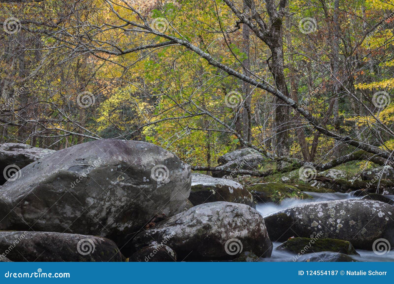 Large Deadfall Tree Top Across a Stream with Large Rocks in an Autumn ...
