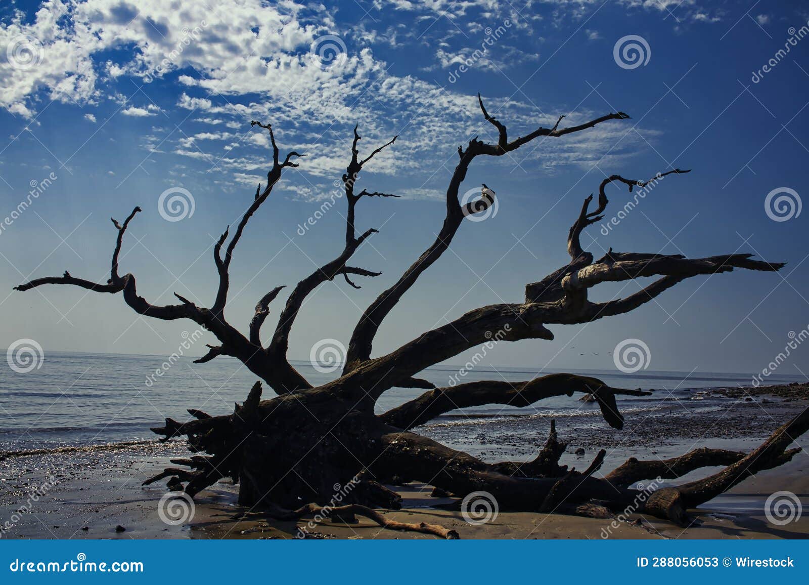 Large Deadwood Tree on the Beach at Jekyll Island, GA. Stock Image ...