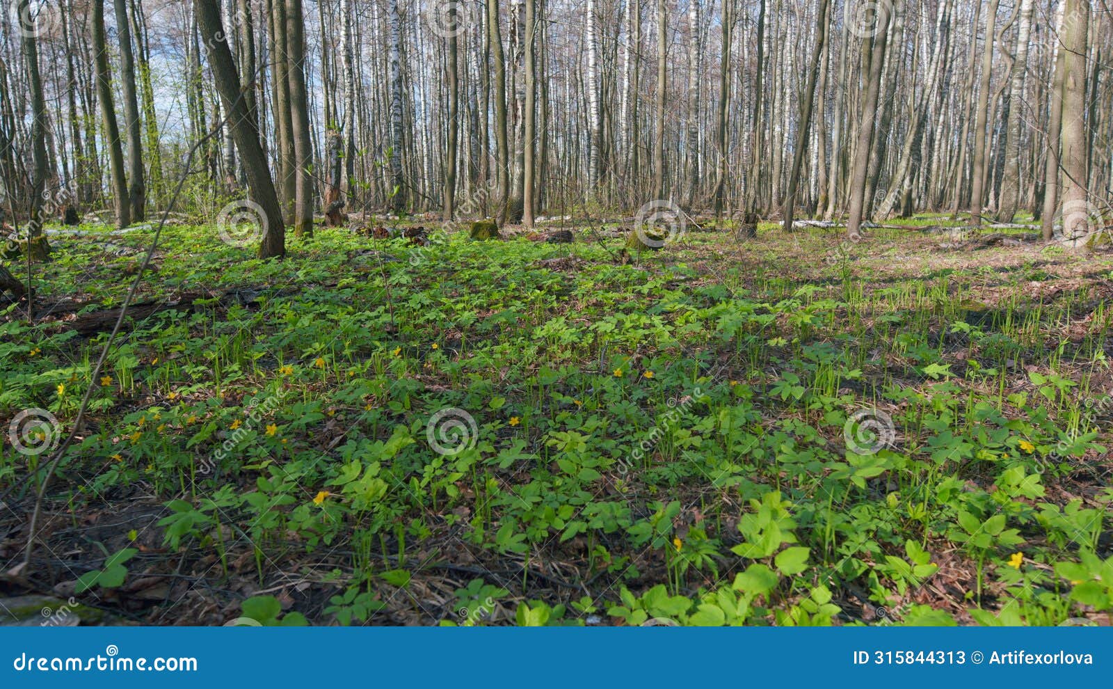 Large Deciduous Forest. Green Forest Nature Background. Dissolve the ...