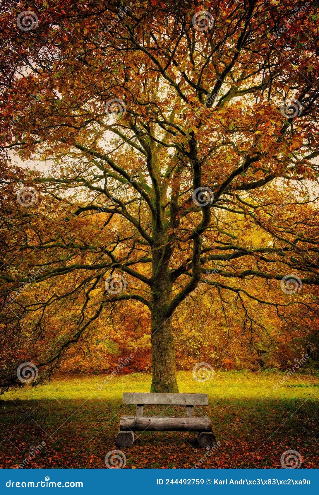 Large Deciduous Tree in Autumn Stock Image - Image of nature, autumn ...