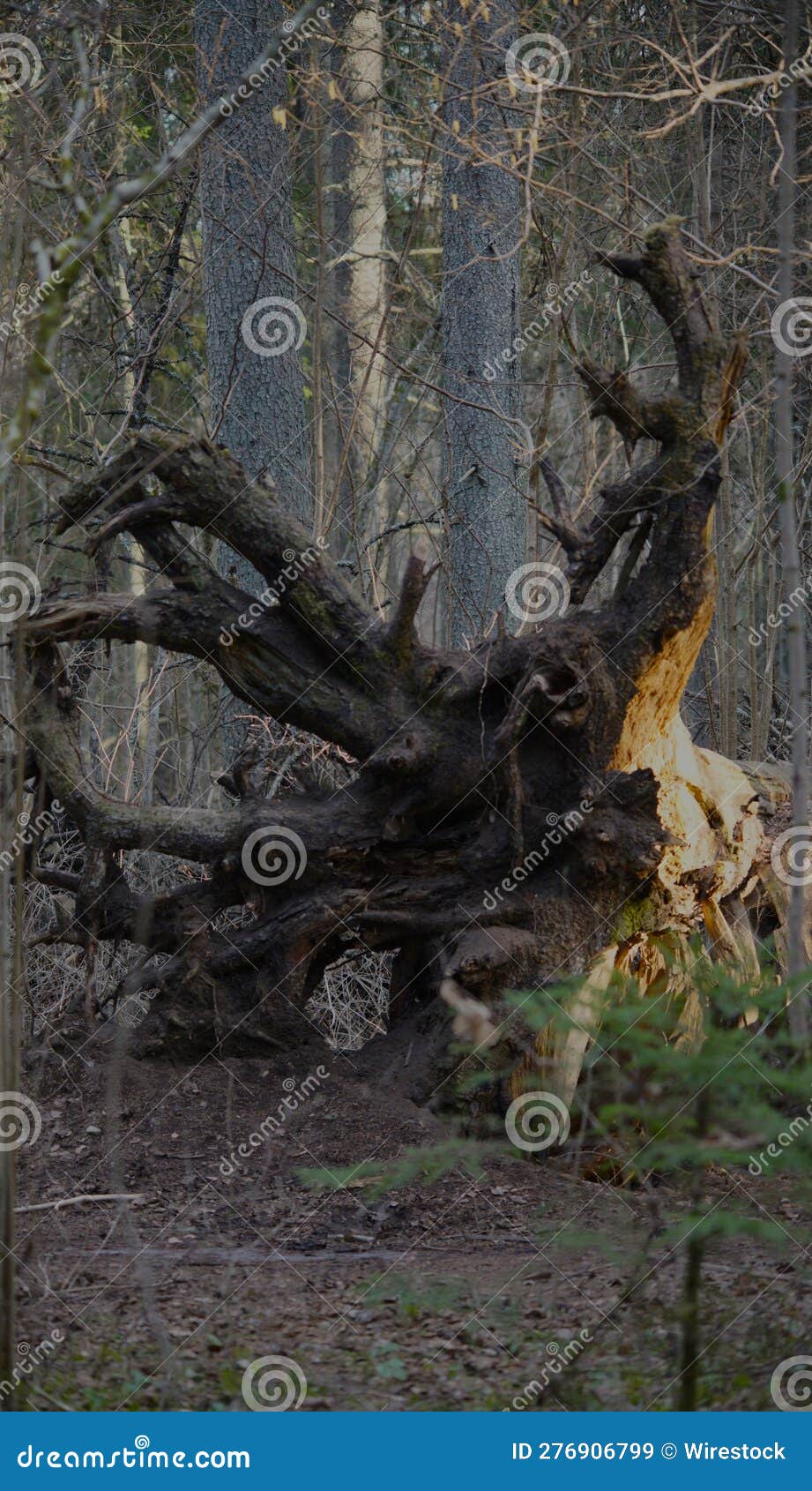 Large Deciduous Tree on the Ground in a Forest Stock Image - Image of ...