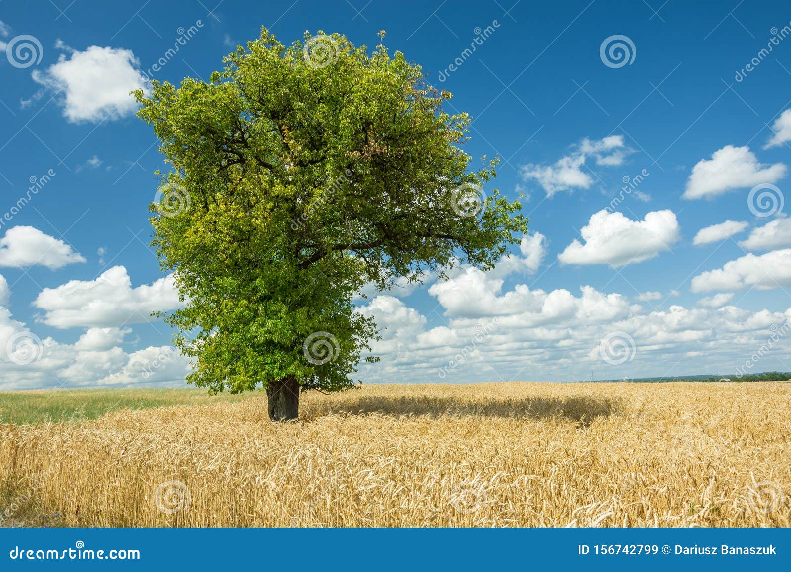 Large Tree Growing in the Corn Stock Image - Image of huge, lonely ...