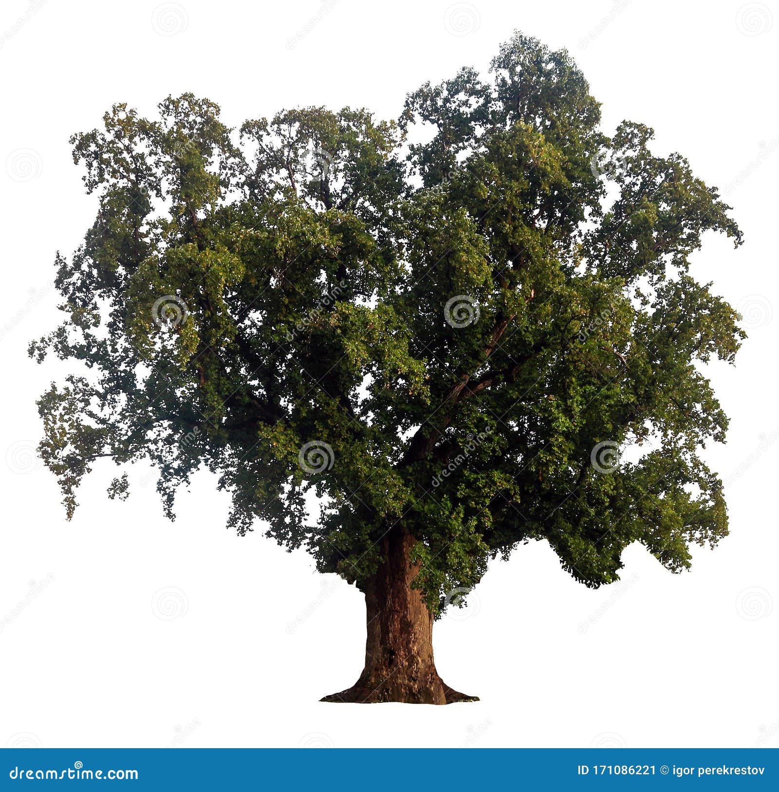Large Deciduous Tree Isolated on White Background, Summer July Europe ...