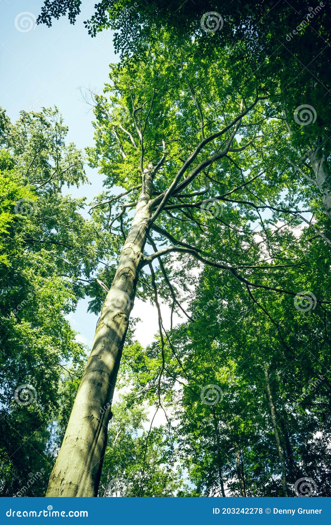 A Large Deciduous Tree with a View from Below Stock Photo - Image of ...