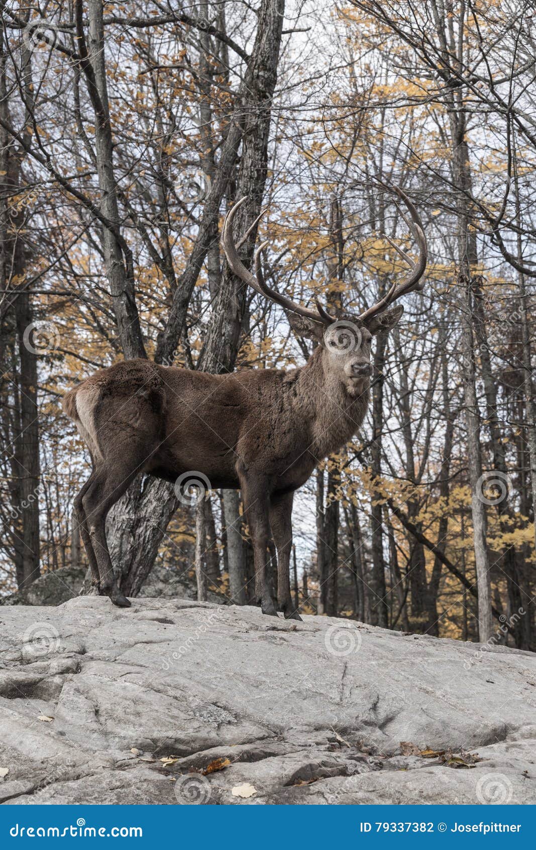 Large Deer in a Fall Forest Stock Photo - Image of park, national: 79337382
