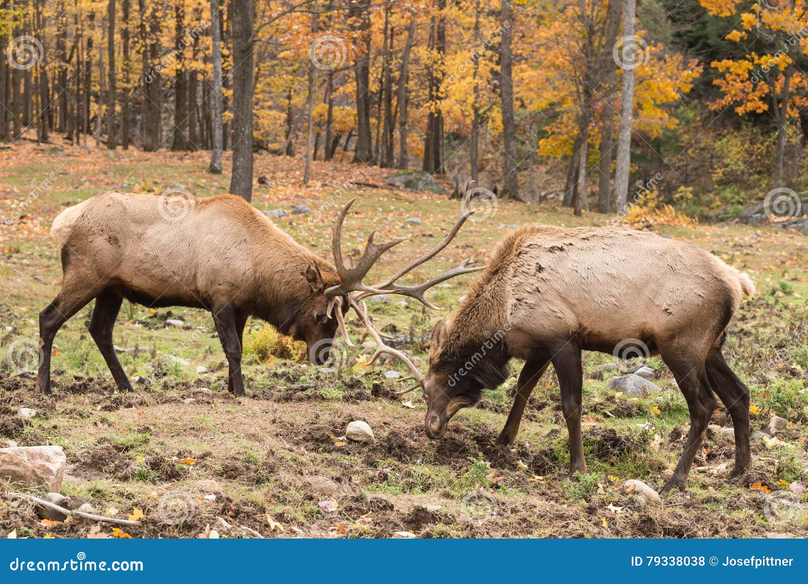 Large Deer in a Fall Forest Stock Photo - Image of female, colourful ...