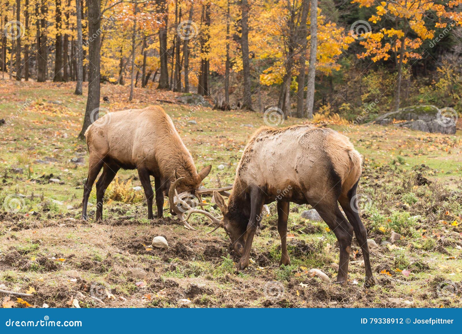 Large Deer in a Fall Forest Stock Photo - Image of fall, nature: 79338912