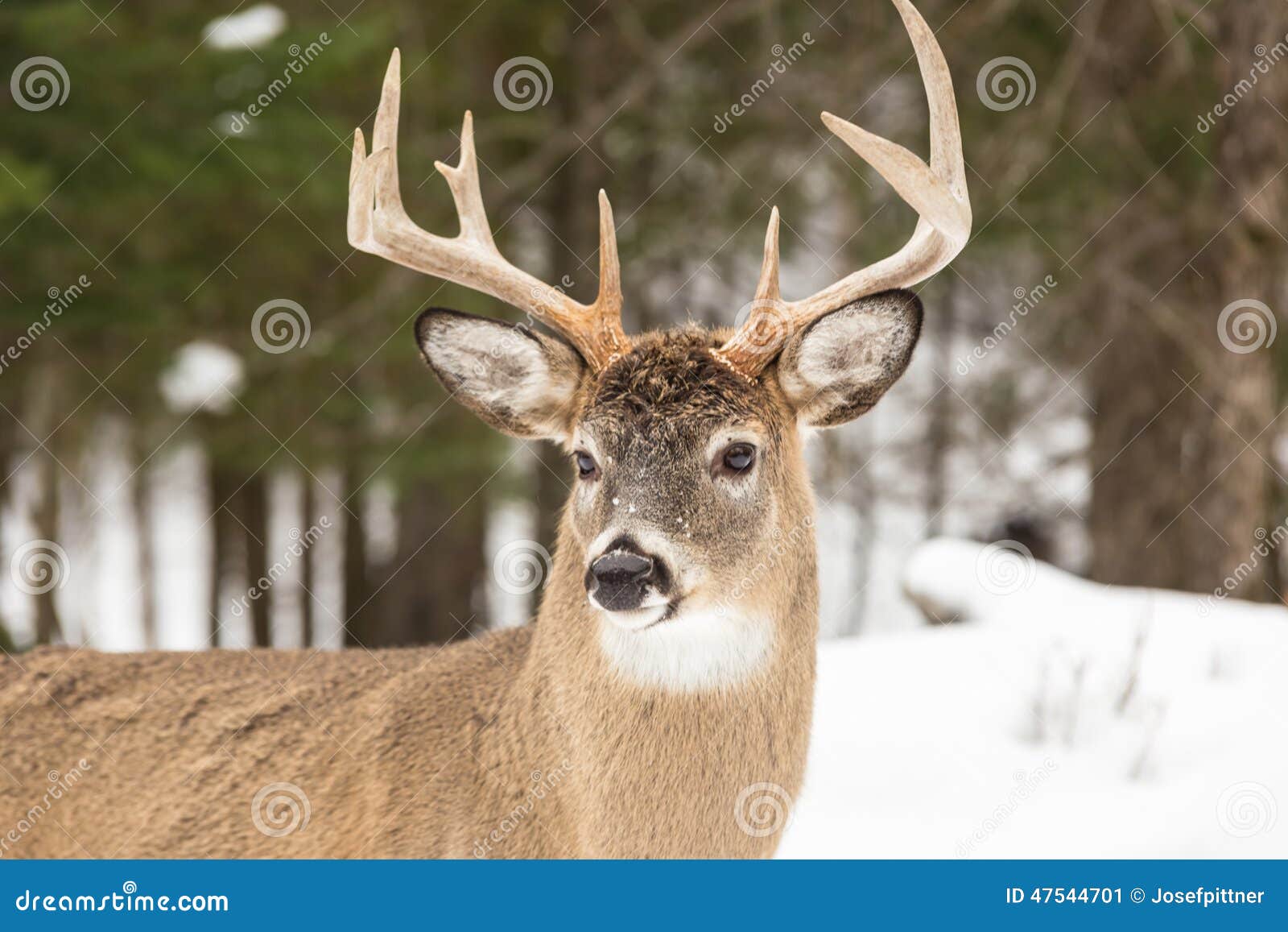 Large Deer with Large Antlers Stock Image - Image of single, male: 47544701