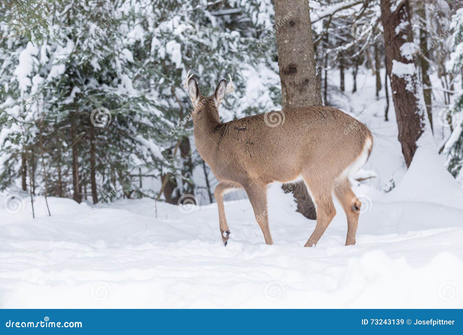Large Deer in a Winter Forest Stock Image - Image of season, park: 73243139
