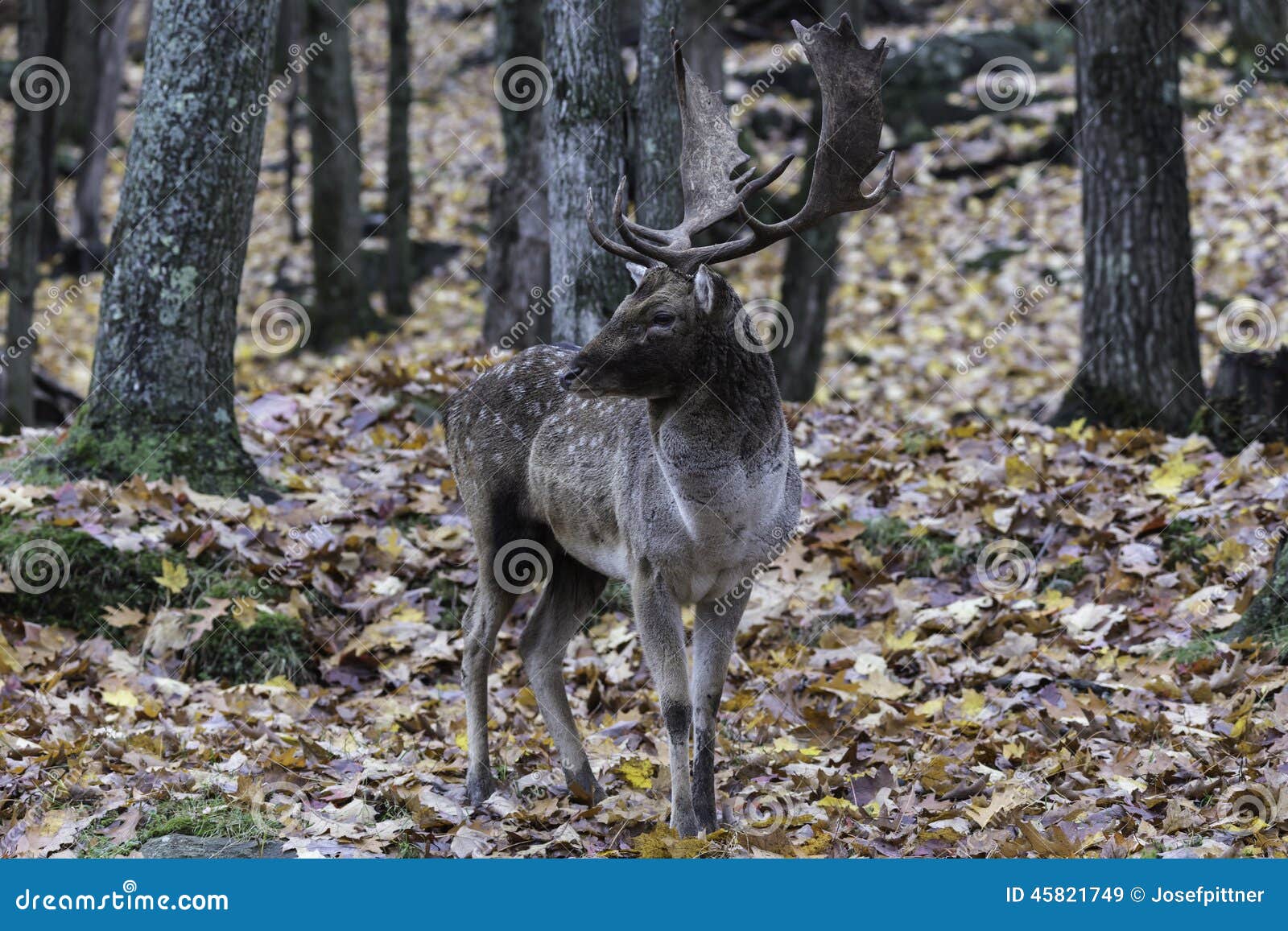 Large deer in the woods stock image. Image of ears, dama - 45821749
